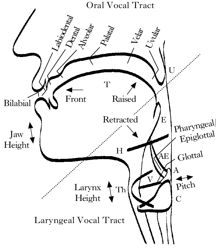 How do we talk? — Articulation | The Language Closet